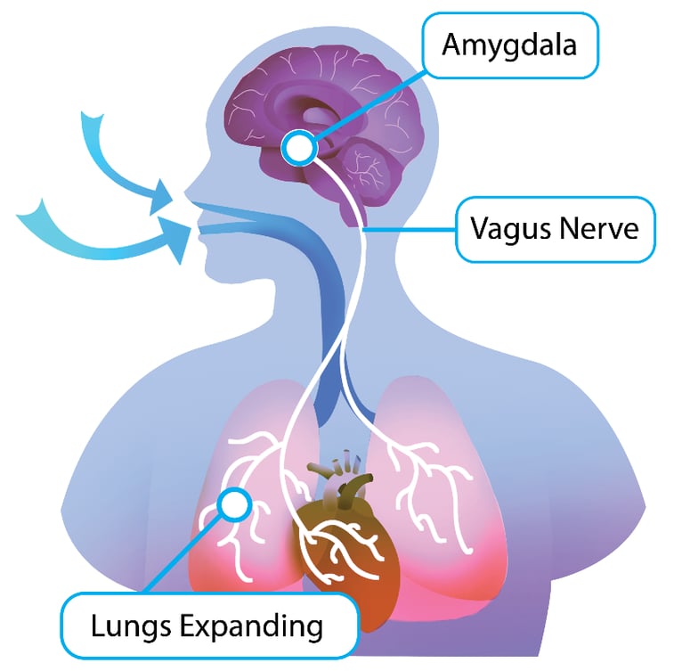 7 Somatic Therapy Exercises to Use Between Sessions and Enhance Your ...